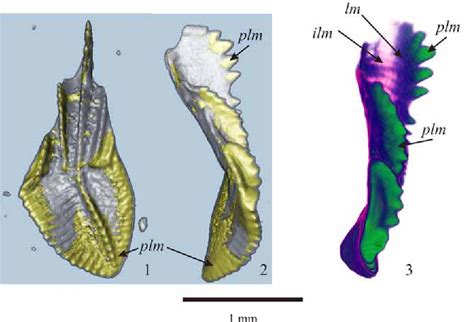 Figure 1 From Histological Application Of X Ray Computed Microtomography Of Conodonts Semantic
