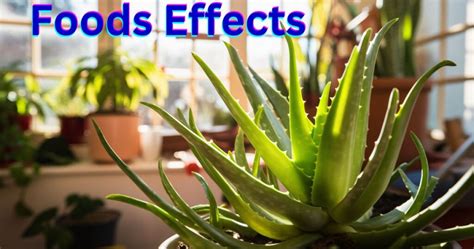 aloe vera plant care a comprehensive guide ezine articles