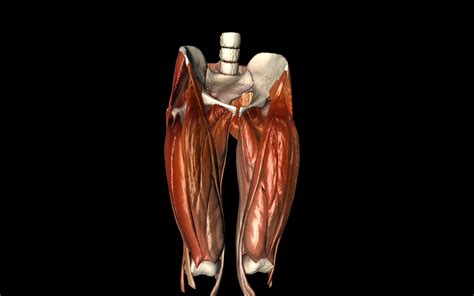 Hip Joint With Muscles Medically Accurate 3d Model 3d Model Animated Cgtrader
