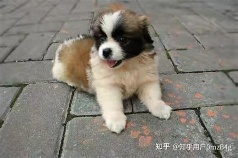 这个狗是什么品种 知乎
