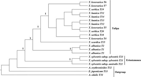 Phylogenetic Trees Based On A Combined Itstrnl‐trnf Rbcl Psba‐trnh