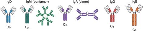The Chemistry Structure And Function Of Immunoglobulins Oncohema Key