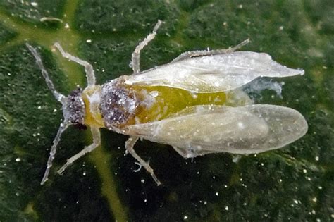 Prociphilus Fraxinifolii Plant Parasites Of Europe