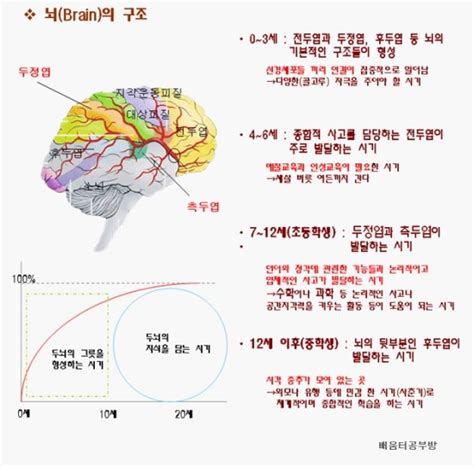 연령별 뇌 발달과정 네이버 블로그