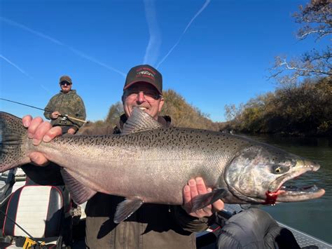 Sacramento River Fish Report Sacramento River King Salmon On The