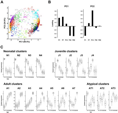 Clustering Gene Expression Patterns During Postnatal Heart Development Download Scientific