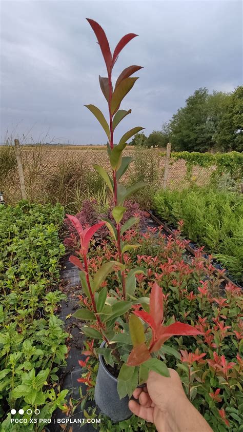 Фотиния Photinia Red Robin 40 50 см Разсадник декоративни иглолистни растения Горанови