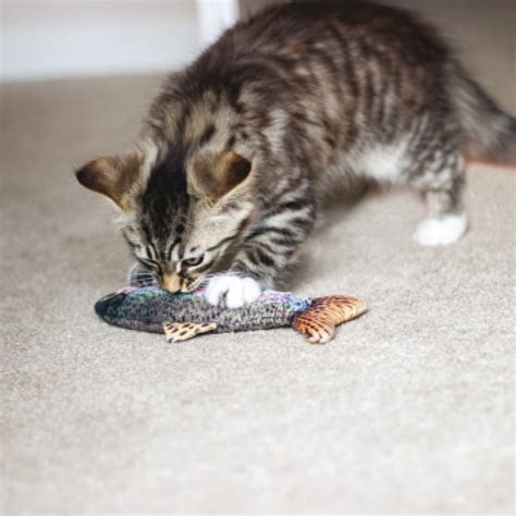 Catnip Trout Buy From The Cats Protection Shop