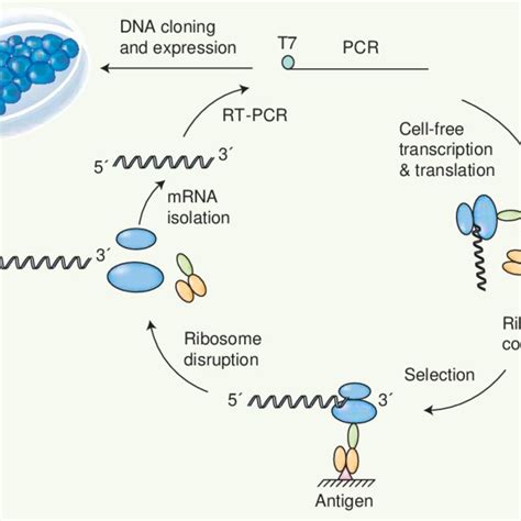 Dna Constructs For Ribosome Display A Construct For Escherichia Coli