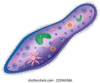 Sketch Paramecium Stock Vector Royalty Free 131965586 Shutterstock