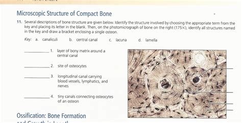 Solved Chemical Composition Of Bone7 What Is The Function Chegg Com