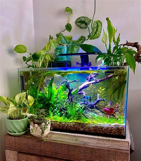Planted Betta Tank Aquarium Inspo Idea