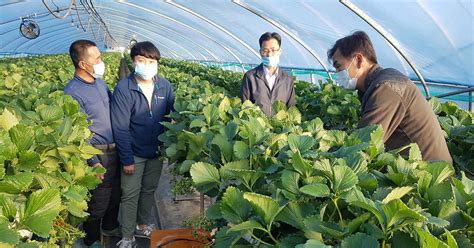 산청군 딸기 농가에 수정 벌 지원1석2조 지역경제 활기