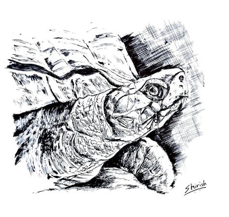 A Pen Sketch Using Refyne EP1 Brass Ballpoint Pen 7 5 X 7 5 Square Notebook Original