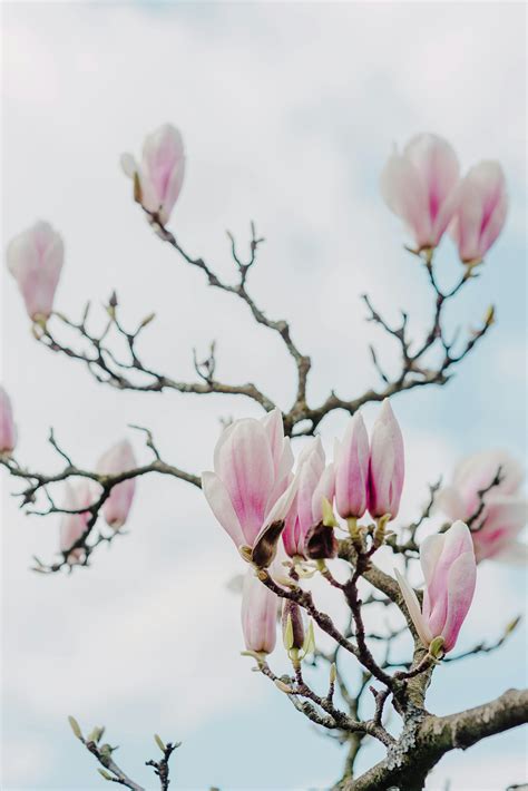 집 밖의 가지 계절 고요함 구름 낀 하늘 꽃 꽃 사진 꽃무늬 꽃이 만발한 나무 꽃이 피는 꽃잎 나무 목련 목련 꽃송이 목련 나무 봄 봄 꽃