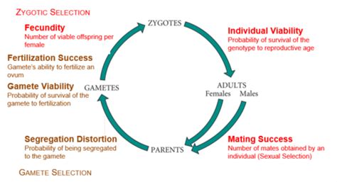 Lecture 5 Natural Selection Flashcards Quizlet