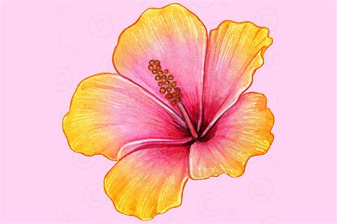 How To Use Hibiscus Flower Water For Hair At Timothy Bowles Blog