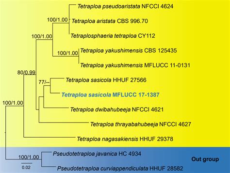 phylogenetic tree generated from maximum likelihood ml based on lsu