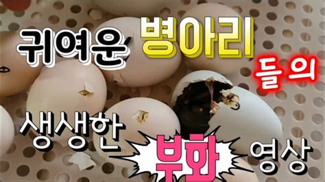 병아리들의 리얼 부화영상 병아리부화 청계병아리부화 현인닭병아리부화 Youtube