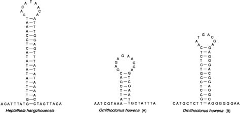The Potential Stem Loop Structures In The Large Noncoding Regions Of Download High