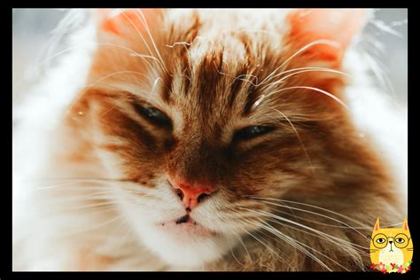 Почему кошки фыркают Когда следует проявить беспокойство КОШАЧЬИ ХИТРОСТИ Cattok Дзен