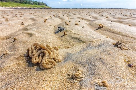 The Ins And Outs Of Excretion A Comprehensive Guide Bibliobazar Digi Books