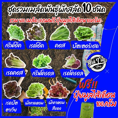 เมล็ด ผักกาดหอม Lettuce บรรจุ 500เมล็ด ผักสลัด Anongnart S Iscp3ish