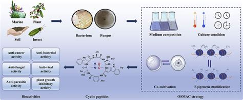 Microbial Cyclic Peptides Origins Synthesis And Applications