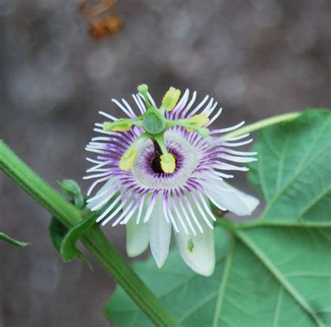 Passiflora Morifolia Woodland Passion Flower Blue Passion Flower