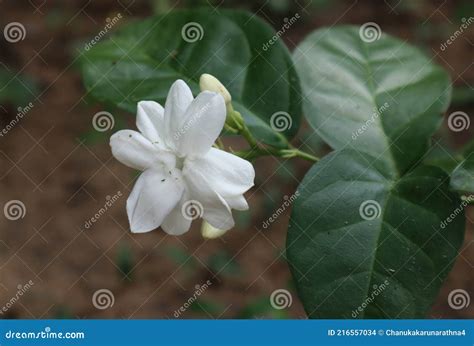 Pichcha Flower Stock Image 252683383