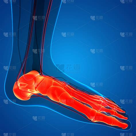 人体骨骼系统足骨关节解剖学