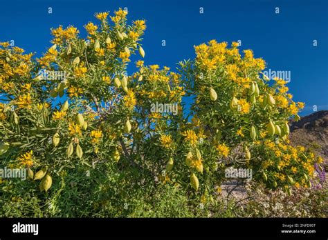 Bladderpod Bush Peritoma Arborea Yellow Flowers And Pods In Springtime In Cottonwood Canyon