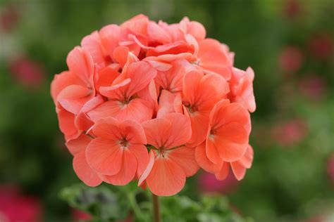 How To Get Geranium Seeds At Joyce Hartmann Blog
