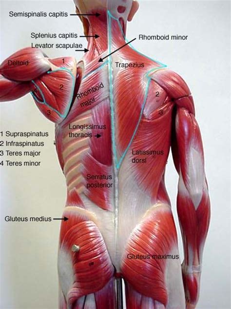 Back Muscles Body Anatomy Muscle Anatomy Human Anatomy And Physiology