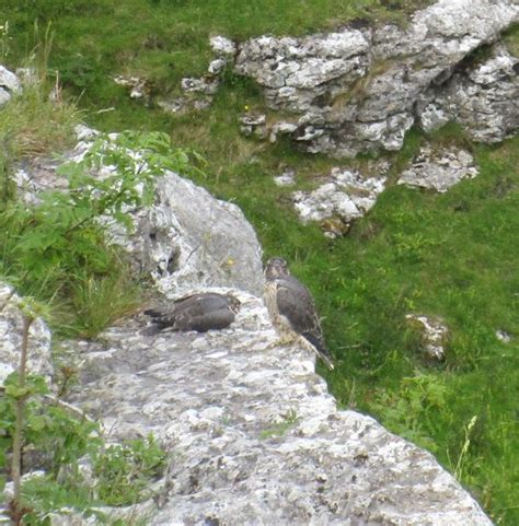 Peregrine Falcons At Malham Cove © Jonathan Thacker Geograph Britain