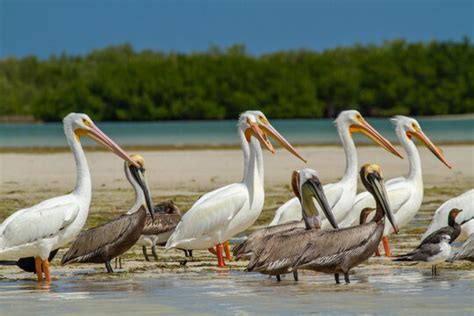 รูปภาพbecan เลือกดูภาพถ่ายสต็อก เวกเตอร์ และวิดีโอ1322 Adobe Stock