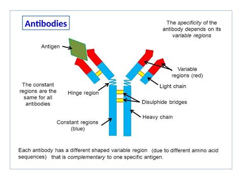 Defination And General Characteristics Of Antibody Ppt
