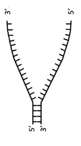 Solved For The DNA Below Complete The Following A Draw And Chegg Com