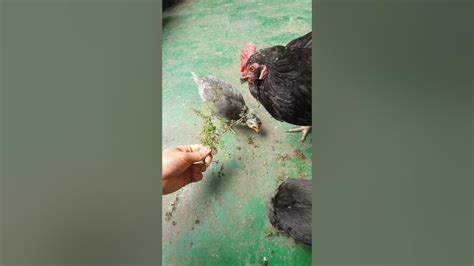 푸른 풀다발을 들고서 병아리 엄마닭 꼬롱씨 Youtube