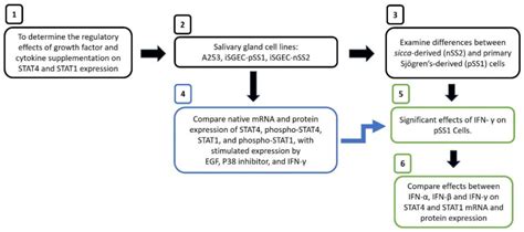 Regulation Of Stat1 And Stat4 Expression By Growth Factor And Interferon Supplementation In