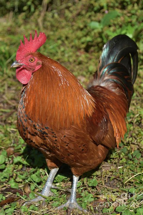 Brown Red Rooster