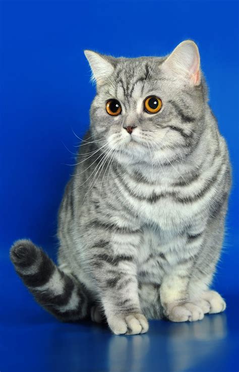 Scottish Straight Información De Raza De Gato Foto Cuidado