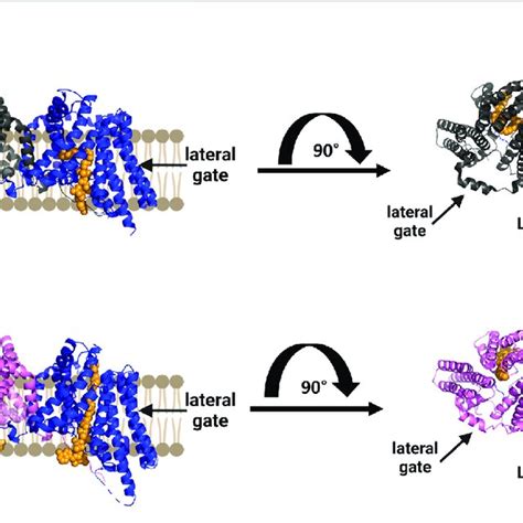 Dgat1 Is A Dimeric Enzyme With A Central Cavity And A Lateral Gate Download Scientific Diagram