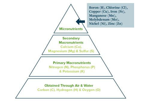 Plant Nutrients 2025 Comprehensive Guide