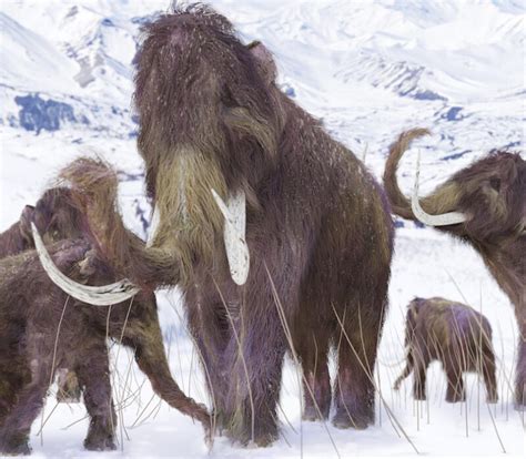 Kloning Bioteknologirådet