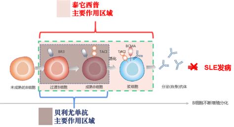 治疗系统性红斑狼疮的生物制剂有哪些说说泰它西普贝利尤单抗利妥昔单抗 知乎