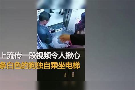 可怕！狗狗牵绳被电梯门夹住，瞬间被吊起悬在半空中瞬间狗狗