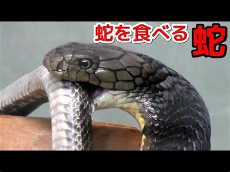 アオダイショウを丸呑みにするキングコブラ YouTube