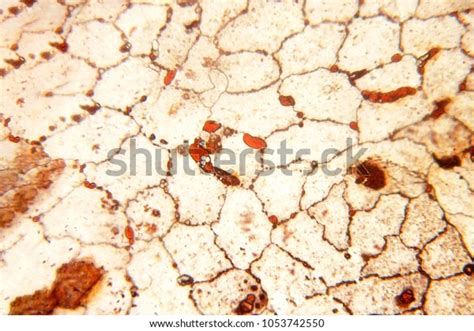 Simple Squamous Under Microscope Stock Photo 1053742550 Shutterstock