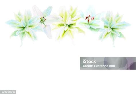 흰 백합 꽃 화환 수채화 그림 흰색 고립 벽지 카드 포스터 스티커 부활절 유월절 성 목요일 세례 세례 결혼식 교회 장식에 완벽한 고품질 클립 아트 개화기에 대한 스톡 벡터
